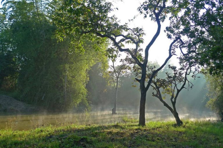 Parque Nacional Peechi | Turismo India